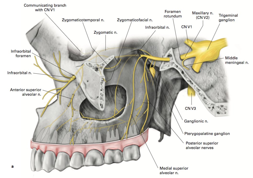Anatomy Of Mandible And Maxilla Anatomy Of Maxilla And Mandible