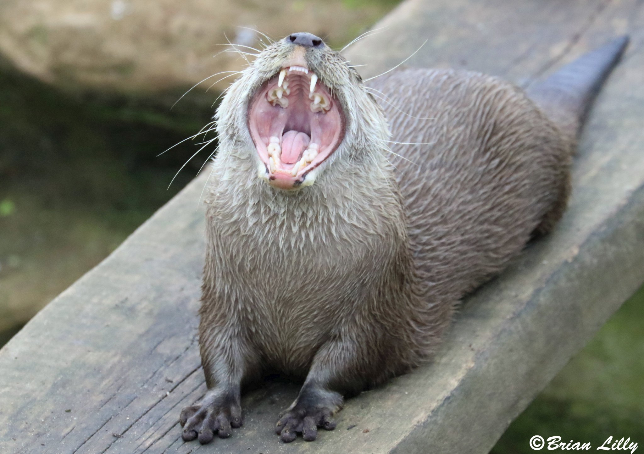 Otter Teeth