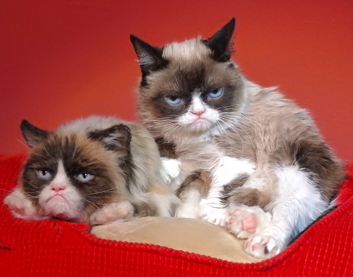 Grumpy Cat Vs Happy Cat