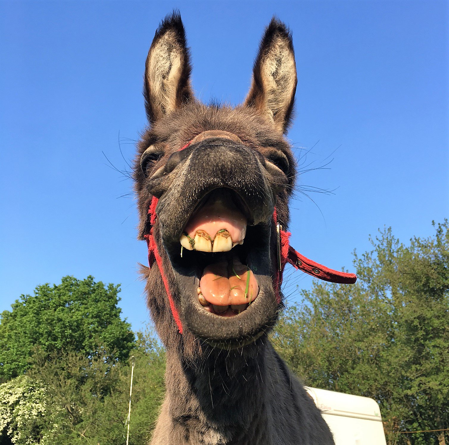Donkey Teeth