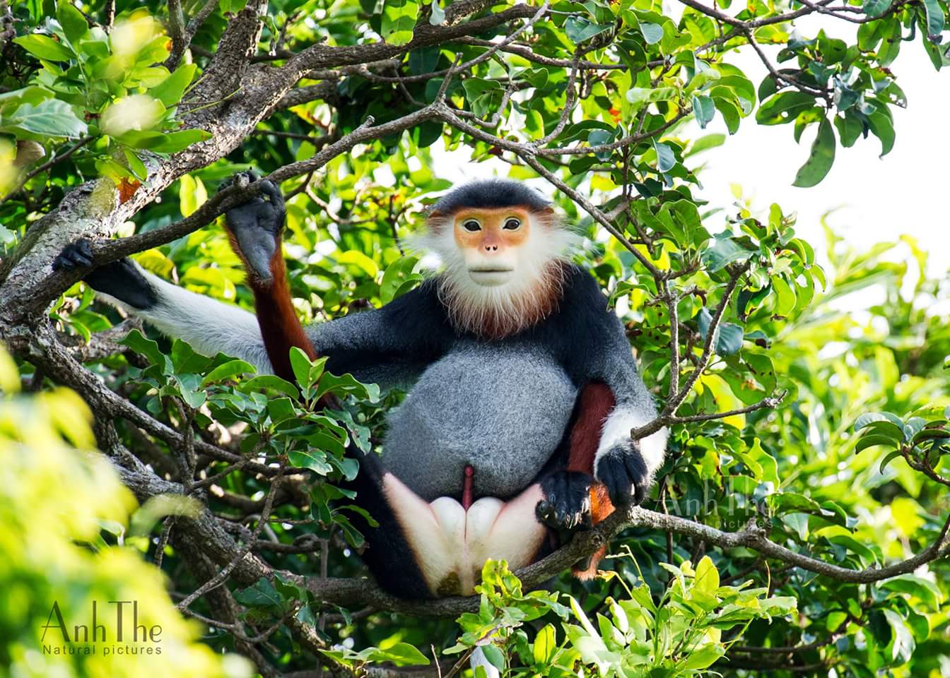 Worlds Most Beautiful Monkey