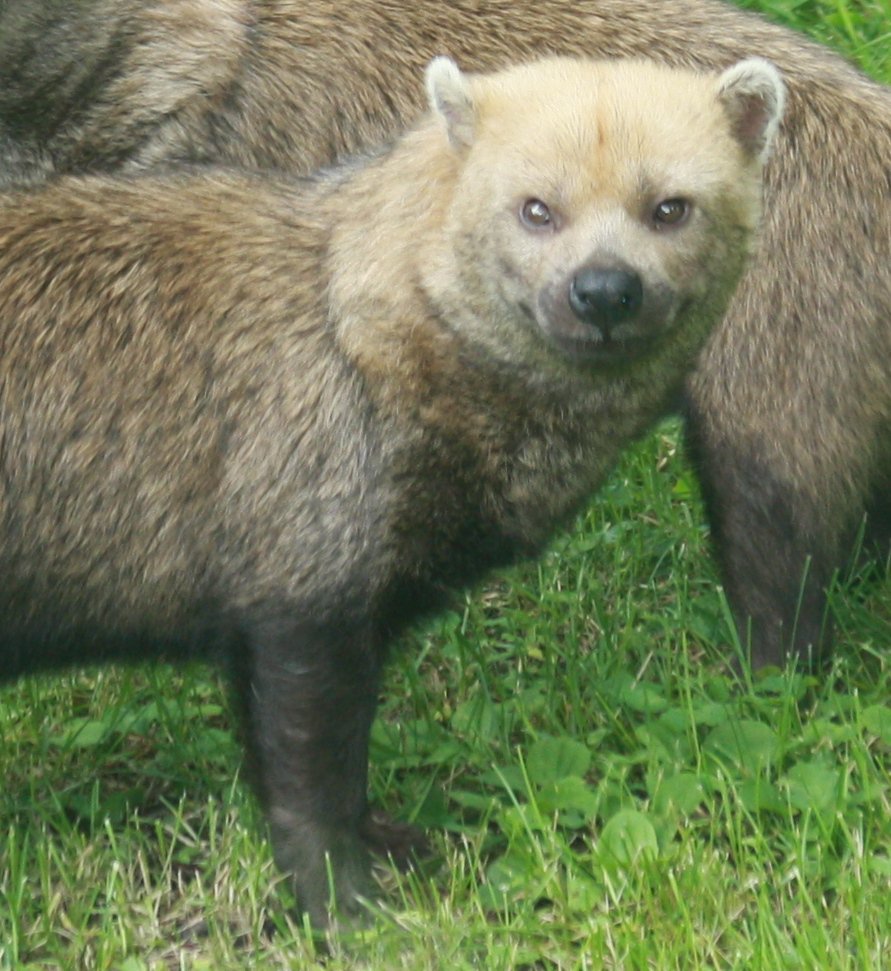 Why Is The Bush Dog Endangered