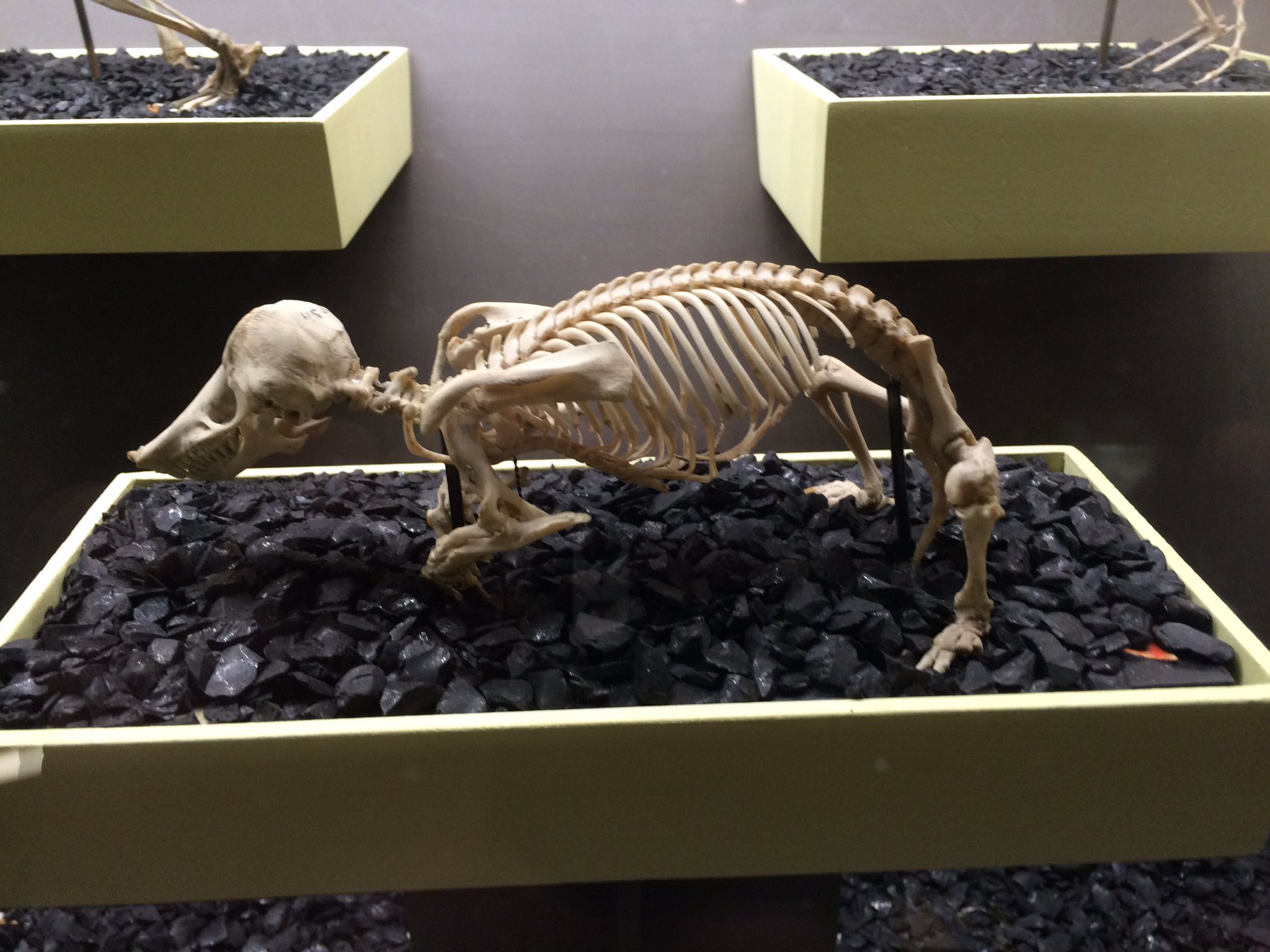 Mole Skeleton