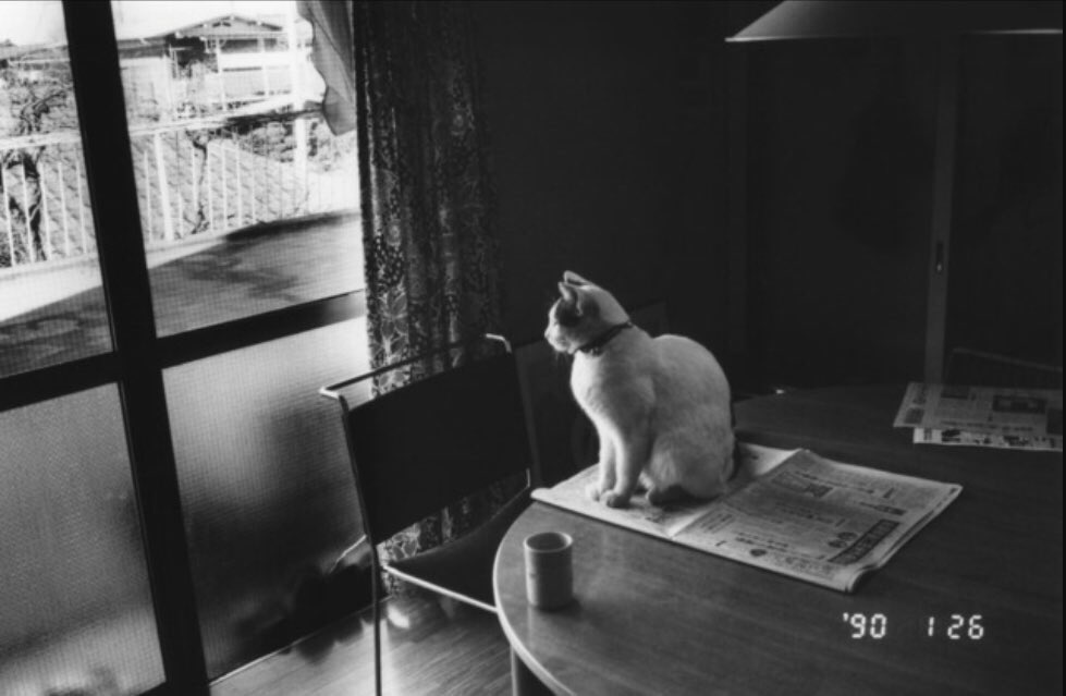 Nobuyoshi Araki Cat
