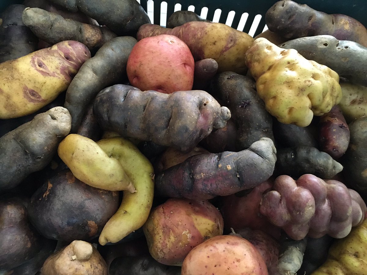 Space Spuds: NASA+Cipotato find Mars in Peru—& try to grow potatoes for ...