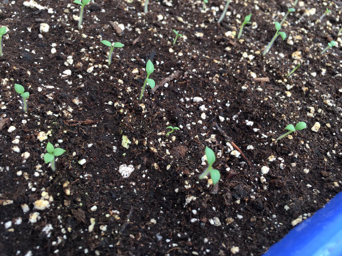 Space Spuds: NASA+Cipotato find Mars in Peru—& try to grow potatoes for ...