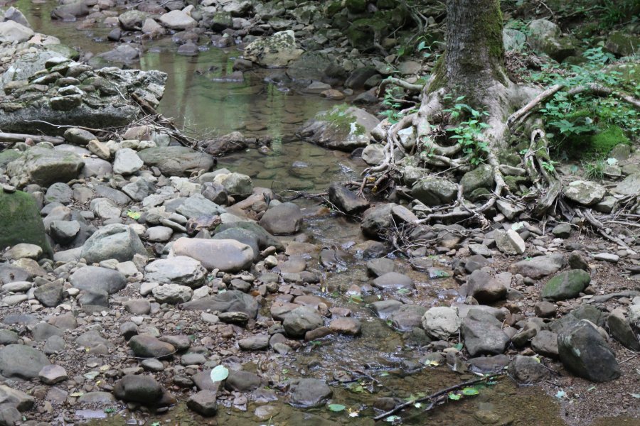 Shaded loop trail at Frozen Head State Park perfect for summer ...