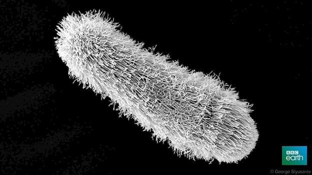 Phyla 25: Orthonectida are microscopic parasites of marine species like ...