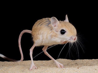 Dumb Looking Animals