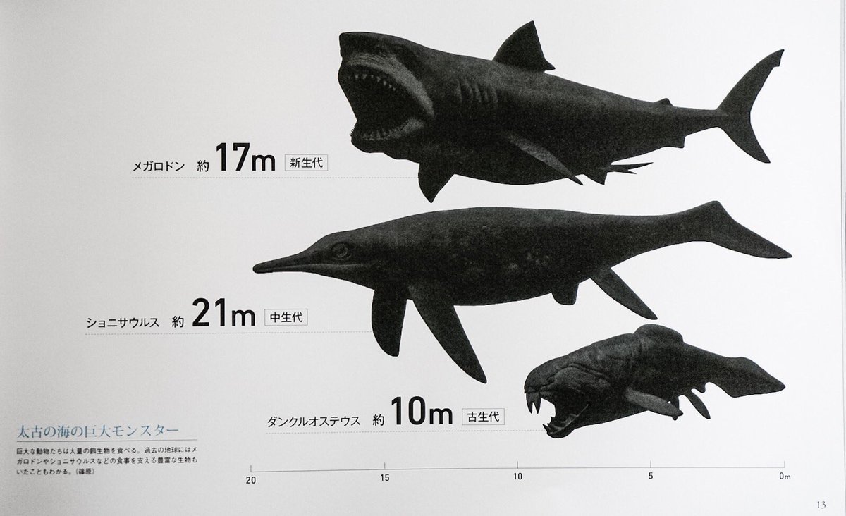 Shonisaurus Vs Megalodon