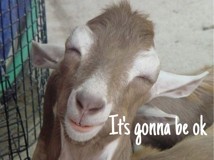 Goat Sayings Quotes Float Your Goat T Shirt