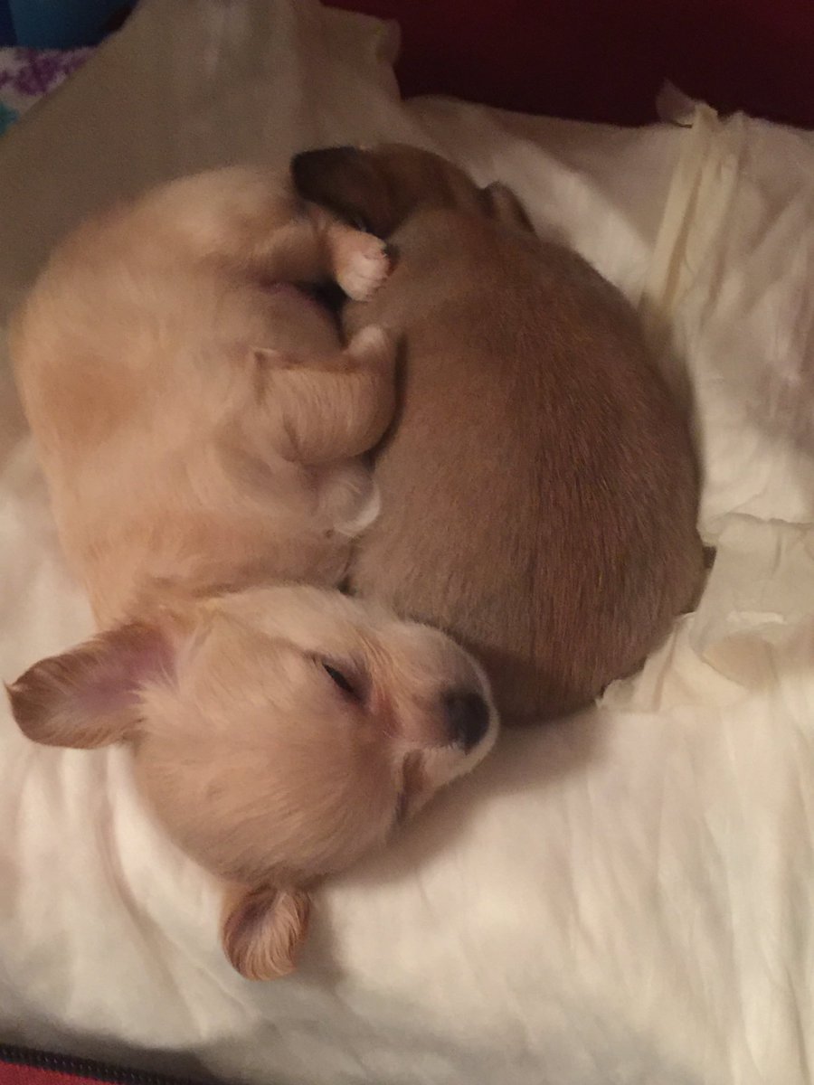 Roxanne Epperson (@babeeroxy) | Twitter