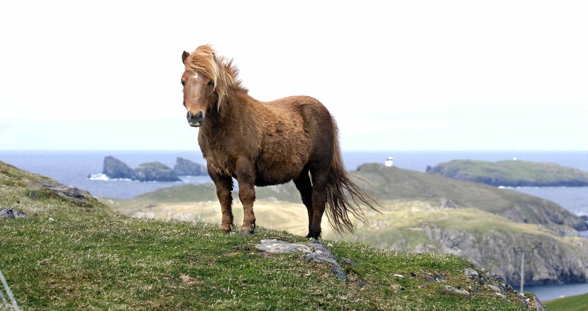 Shetland: 30 pictures of cute Shetland ponies that will definitely make ...