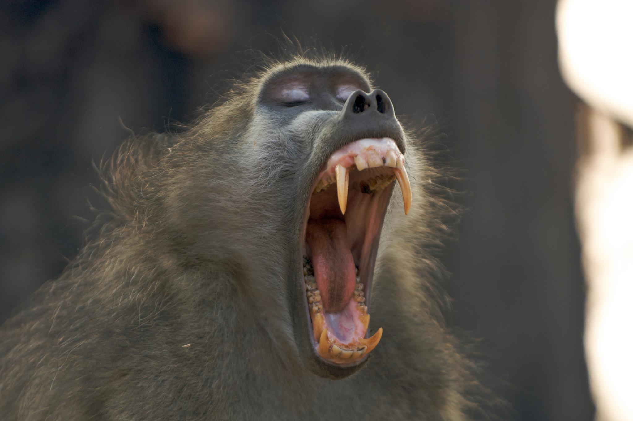 Baboon Teeth