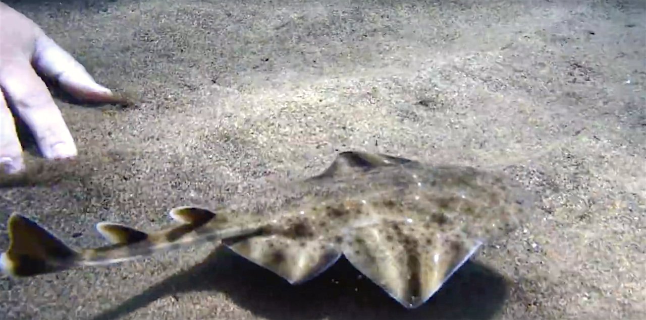 Baby Angel Shark