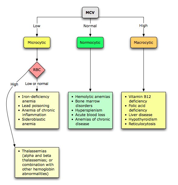 Classification Of Anemia And Significance Of Red Blood