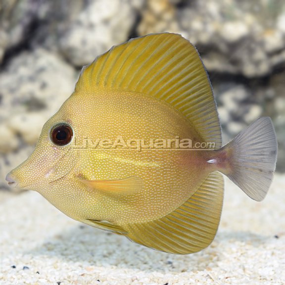 Zebrasoma Scopas Yellow