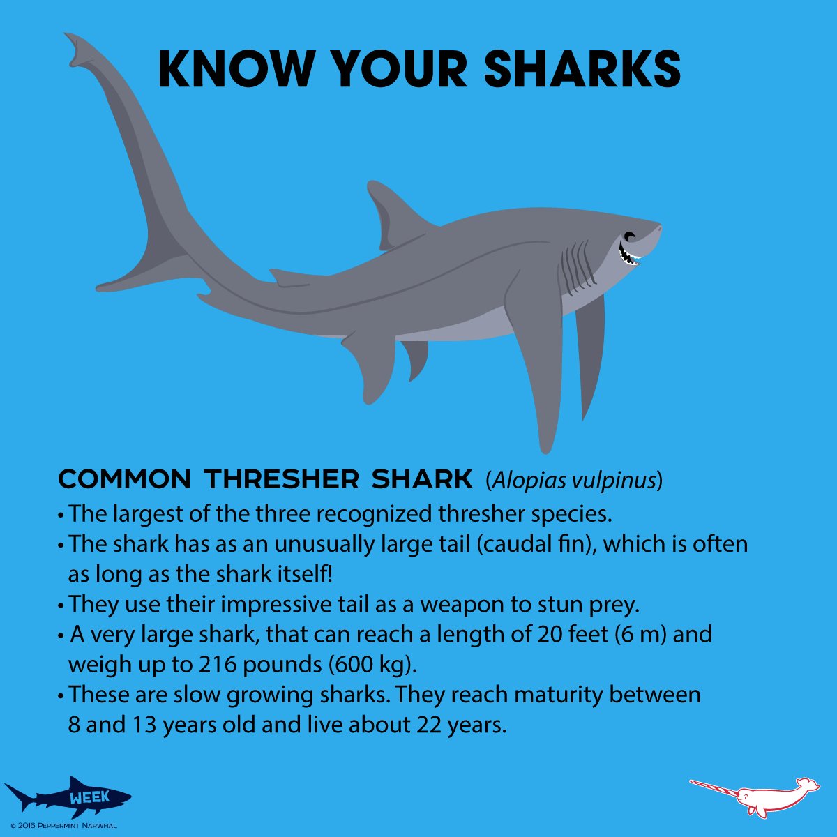 Common Thresher Shark Habitat