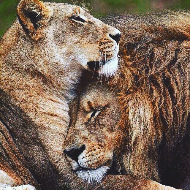 Lion Protecting Lioness