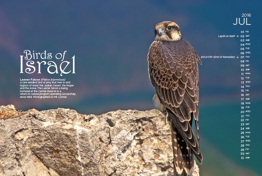 July is here! Our bird of the month is Lanner Falcon,A rare resident ...