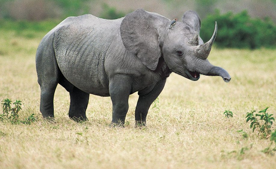 Rhino Elephant Hybrid