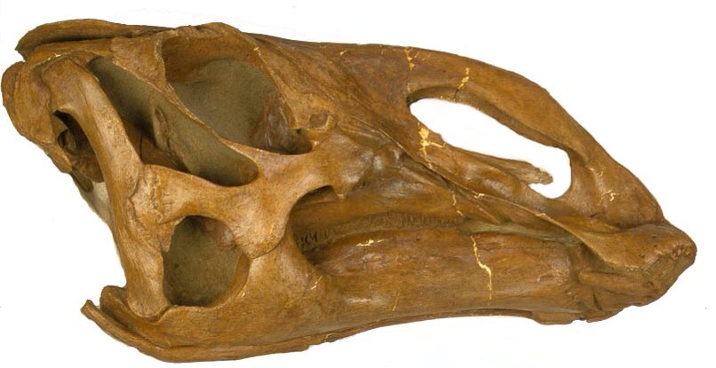 Brachylophosaurus Skull