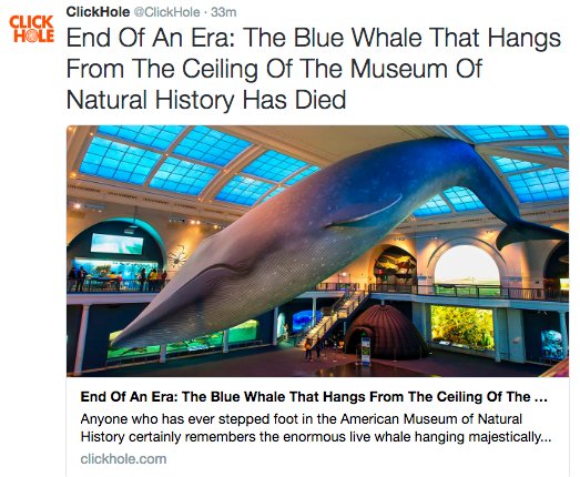 Museum Of Natural History Whale