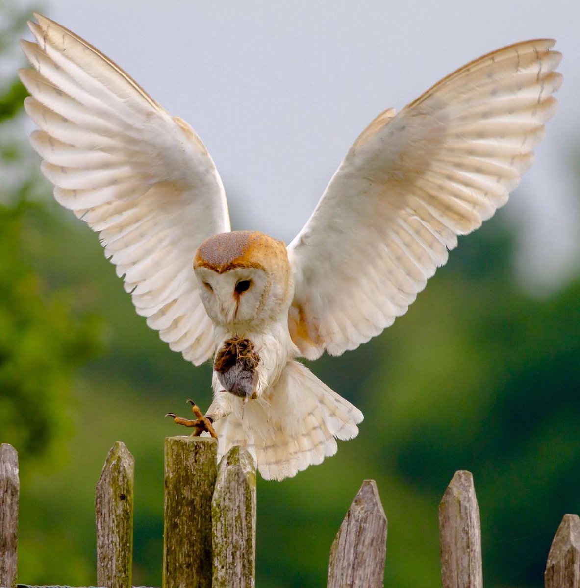 Female Barn Owls