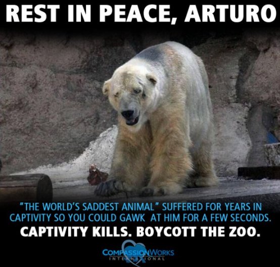 Saddest Animal In The World