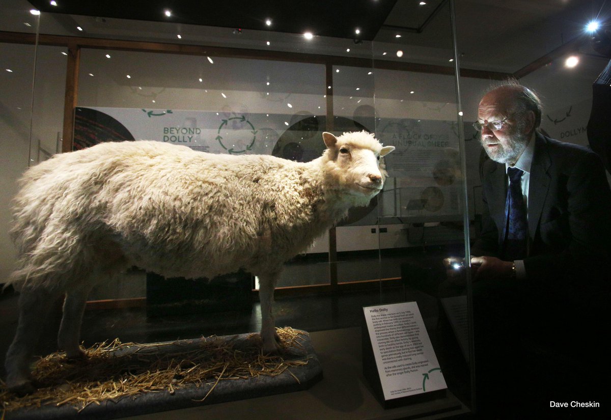 Today is the 20th anniversary of the birth of Dolly the sheep. It was ...
