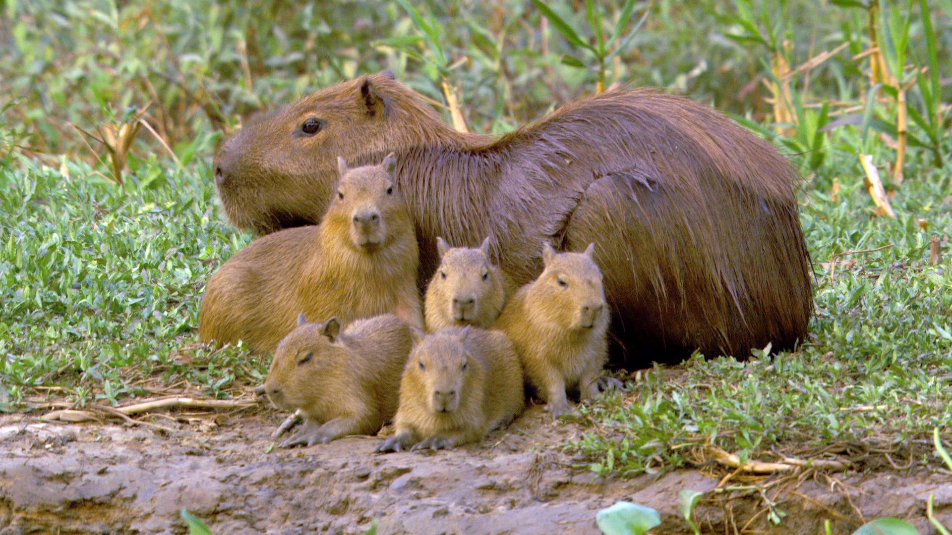 Anaconda Eating A Capybara