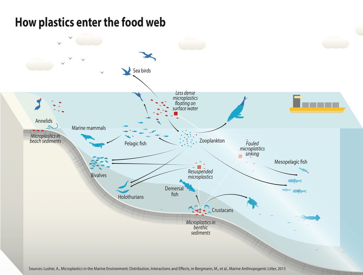 What are the ecological impacts of marine plastic debris and ...
