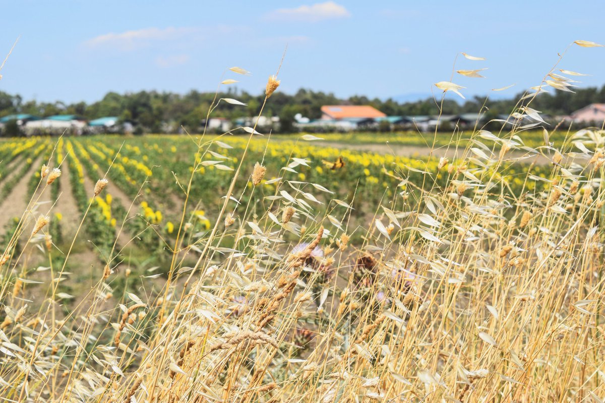 Lavinia Frezza (@lavicatz) | Twitter