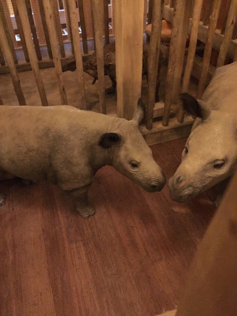 Updates, photos, video of inside the Ark Encounter as it opens in ...