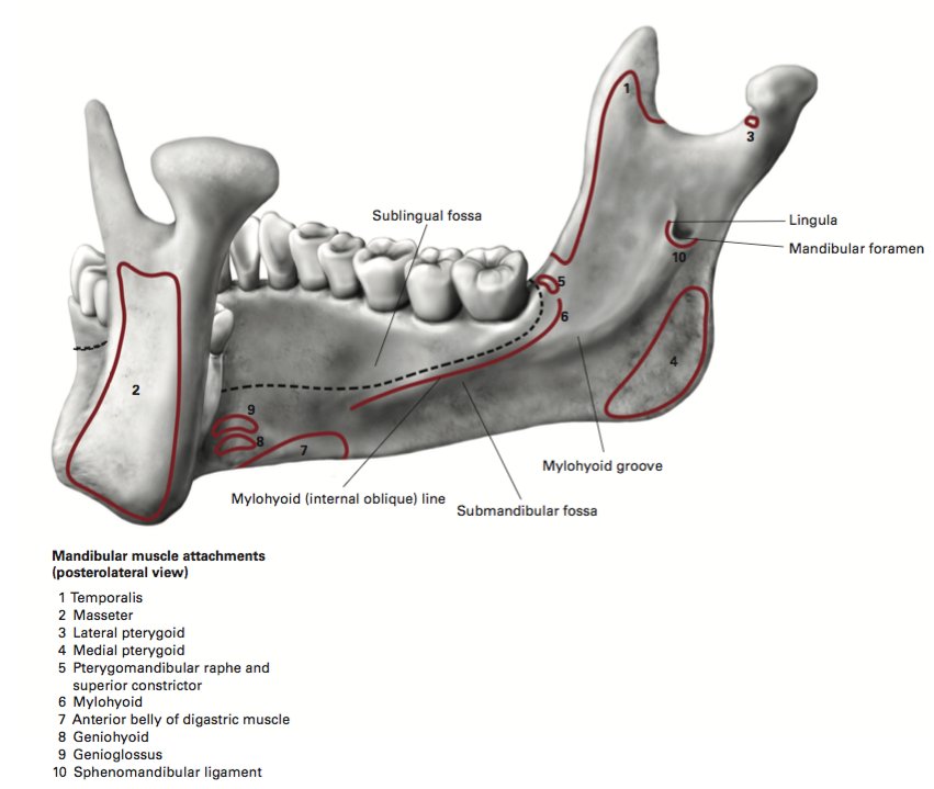 Mandible Muscle Attachments