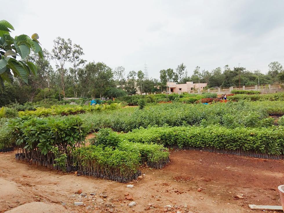 Telangana getting ready for “Haritha Haram” programme for plantation of ...