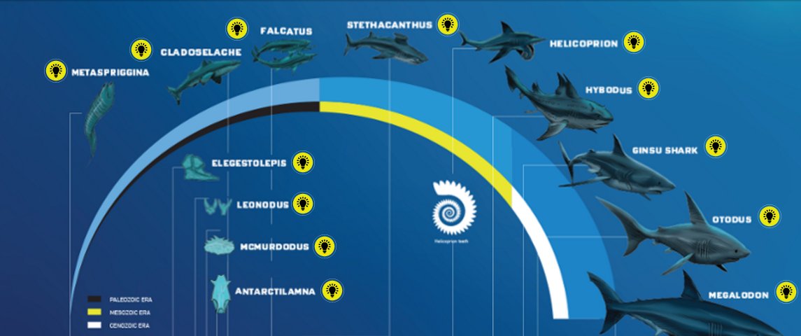 Animal Evolution Timeline