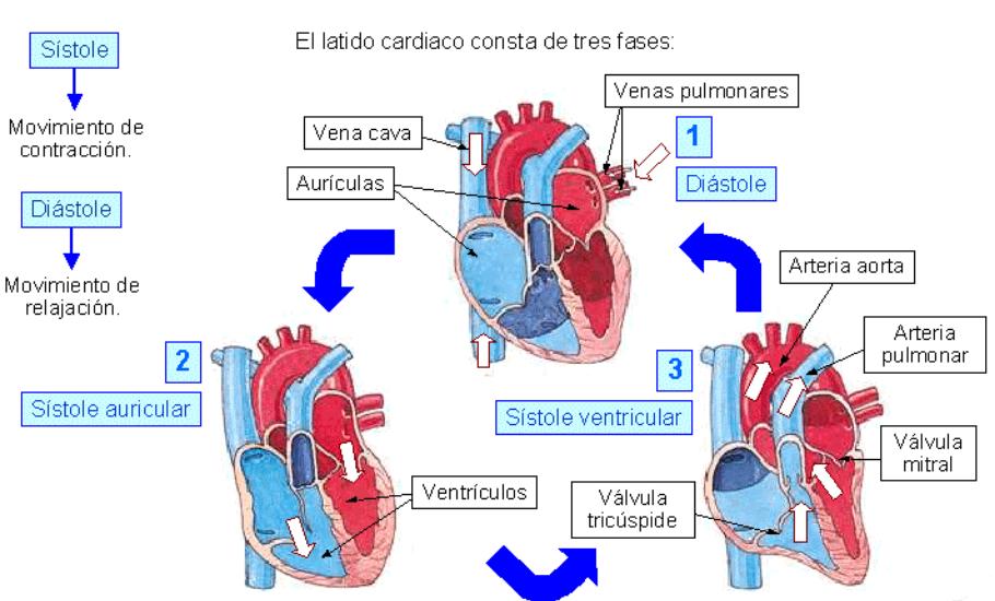 Sístole Ventricular