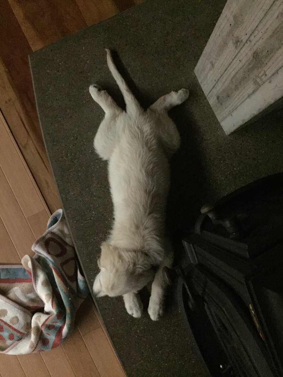 サニーさんとレオくん (@sunnie_leo) | Twitter