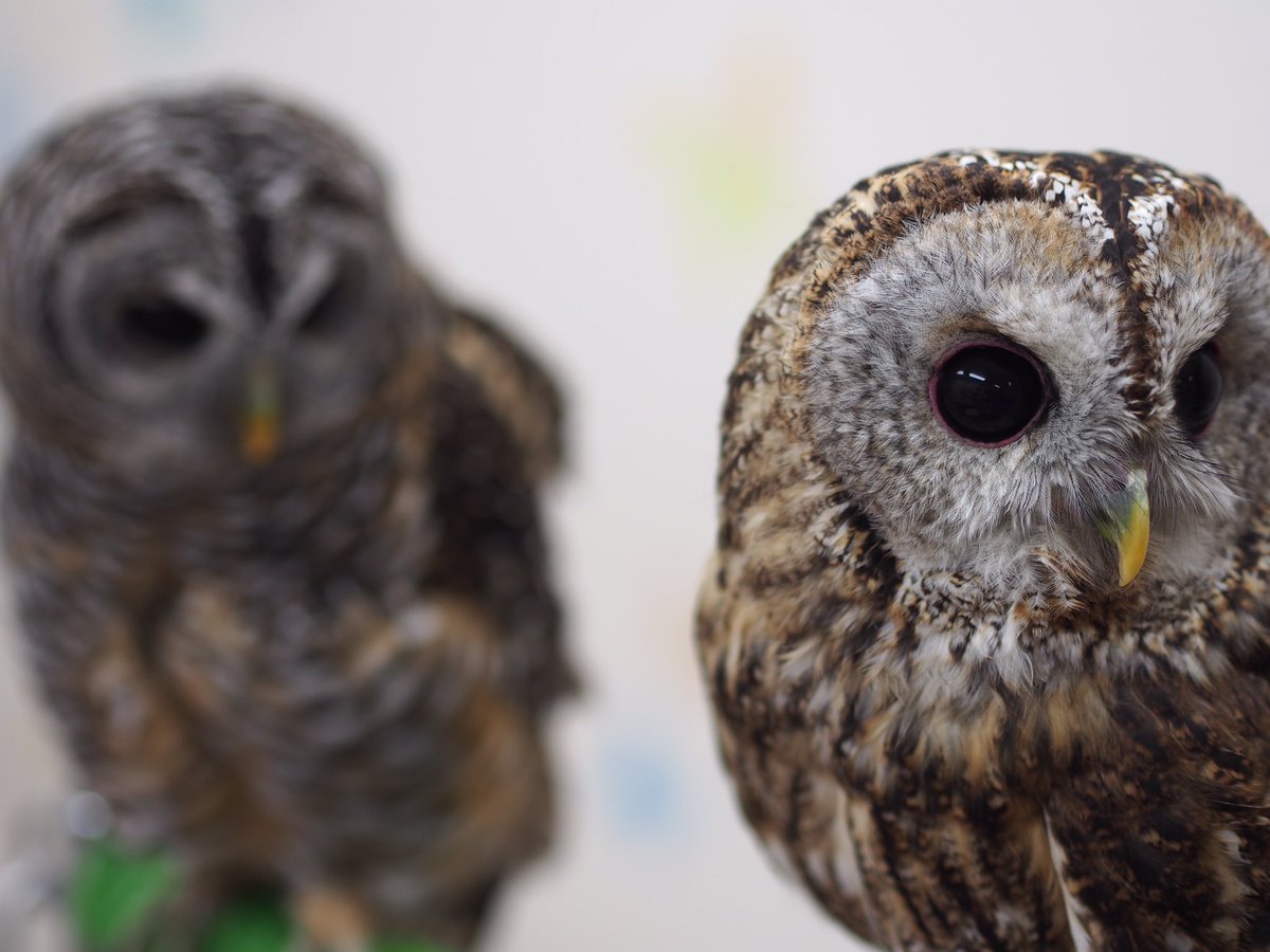 みさきさん( ¨̮⋆) (@misuke_owl) | Twitter