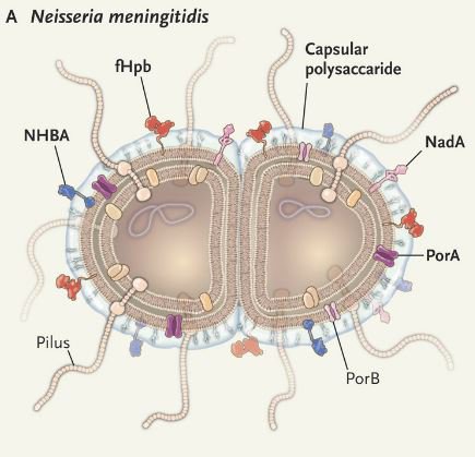 Neisseria Meningitidis The Deadly Bacteria A Collision