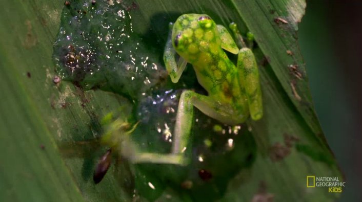 This creature is basically a ninja! Watch a glass frog kick predators ...