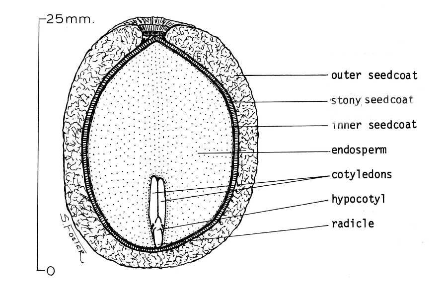 Ginkgo Biloba Tree Diagram