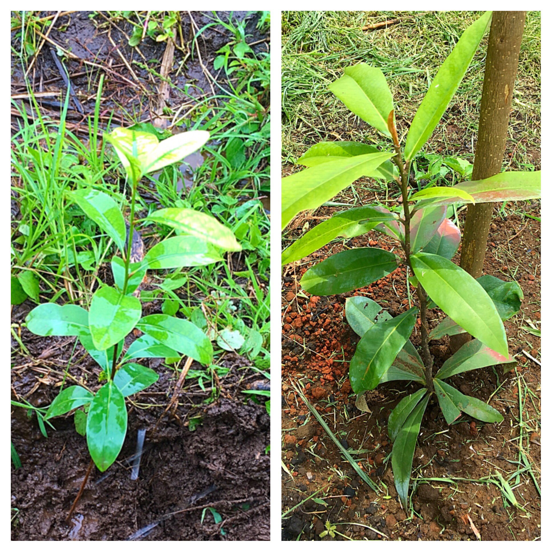 Kamagong Tree Kamagong/mabolo (Diospyros Blancoi) A PH Endemic