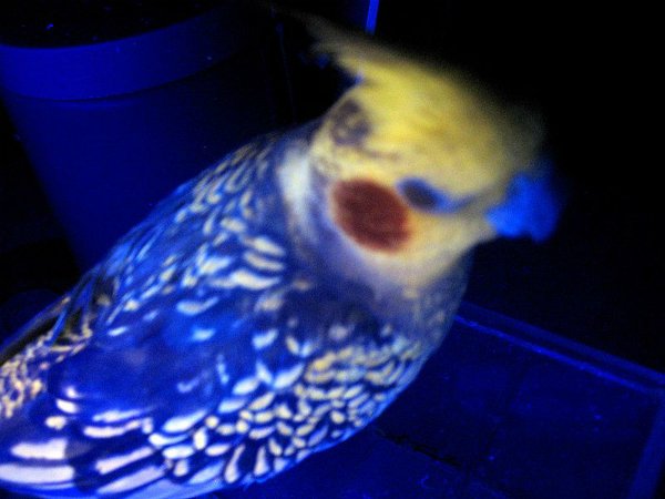 How birds unlock their ultraviolet vision super-sense uv vision affects ...