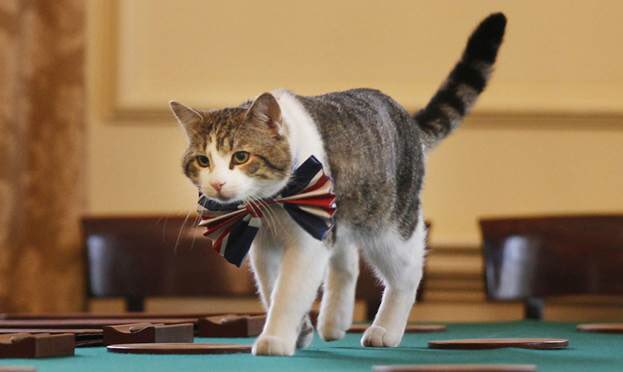 Street: Larry the Downing Street Cat’s official title? Chief Mouser for ...