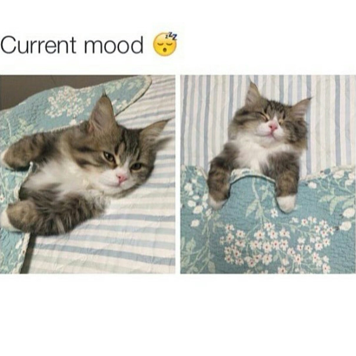 Current Mood Meme Sleepy
