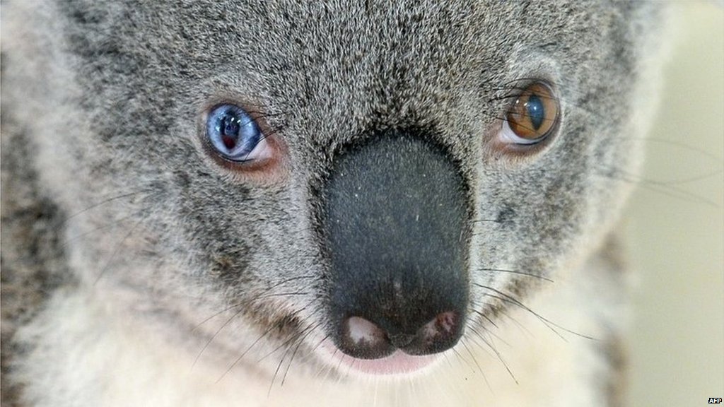 Rescued koala's rare condition | BBC News (World) | Scoopnest