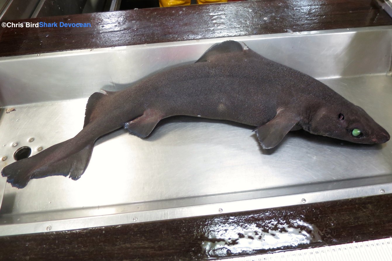 Longnose Velvet Dogfish