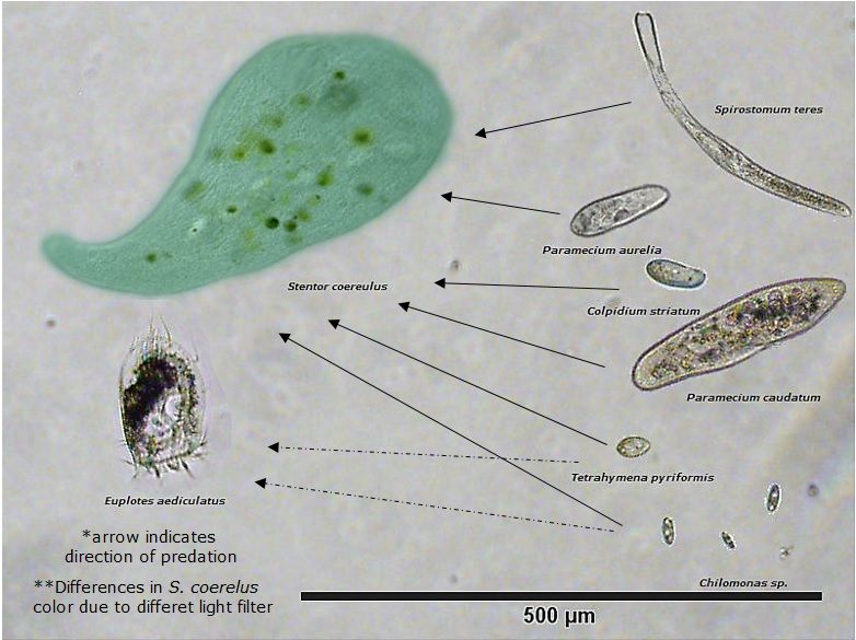 Euplotes Labeled